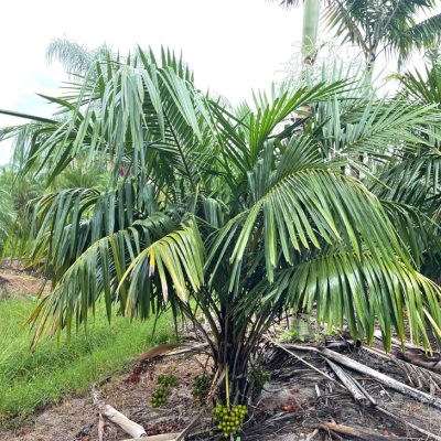 Pemba Palm | Dypsis Pembana | Palmco - Wholesale Palms, Florida