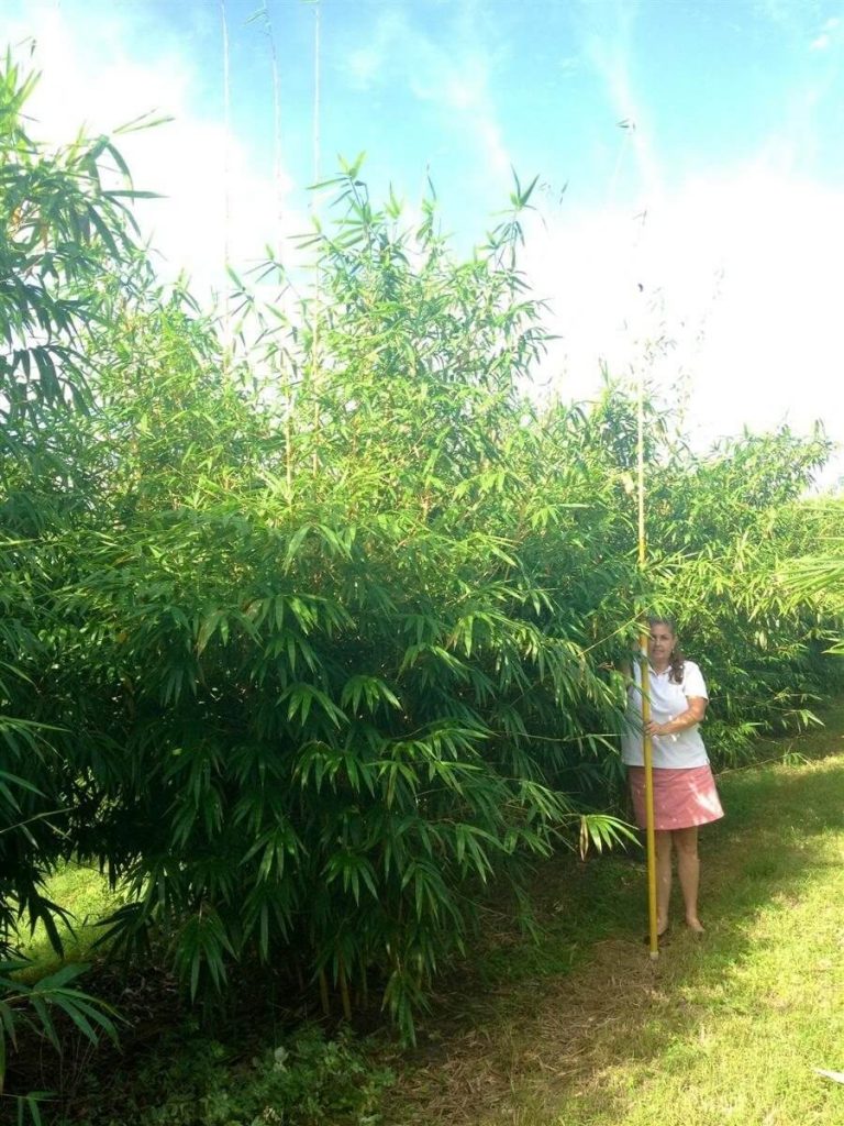 Asian Lemon Bamboo | Bambusa Eutuldoides | Palmco - Wholesale Bamboo ...