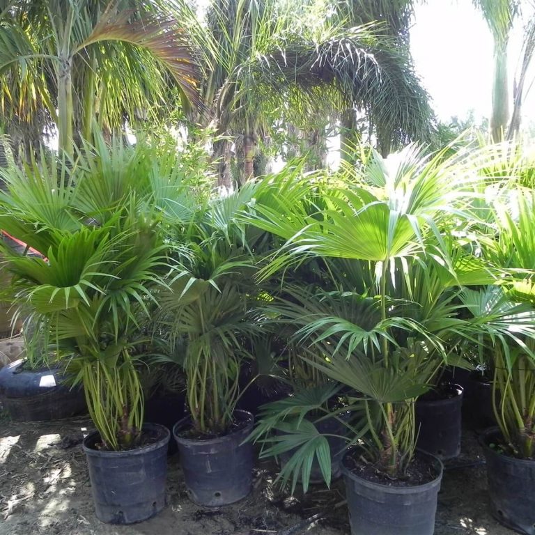 Chinese Fan Palm | Livistona Chinensis | Palmco - Wholesale Palms, Florida
