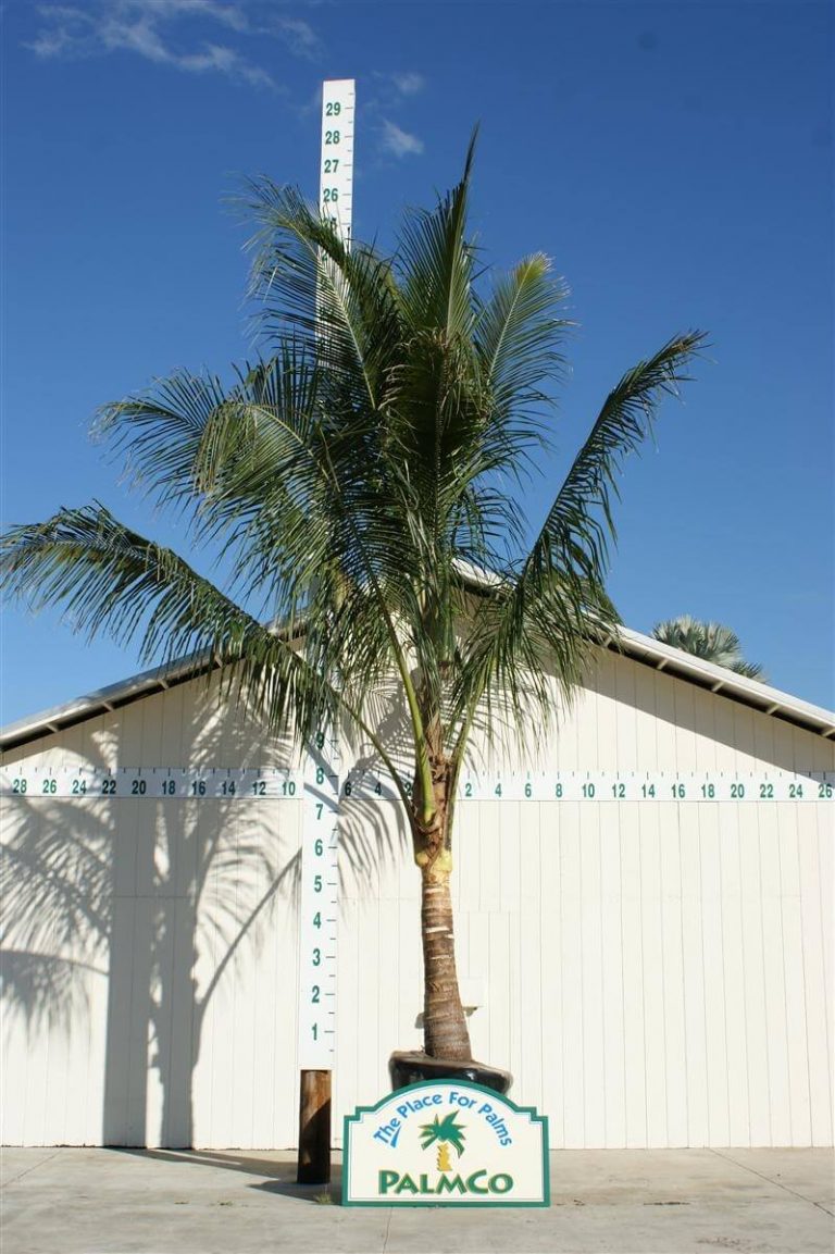 Green Malayan Palm | Cocos Nucifera | Palmco - Wholesale Palms, Florida