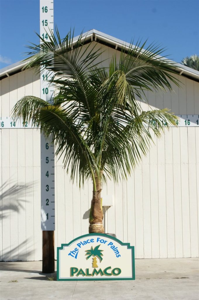 Green Malayan Palm | Cocos Nucifera | Palmco - Wholesale Palms, Florida