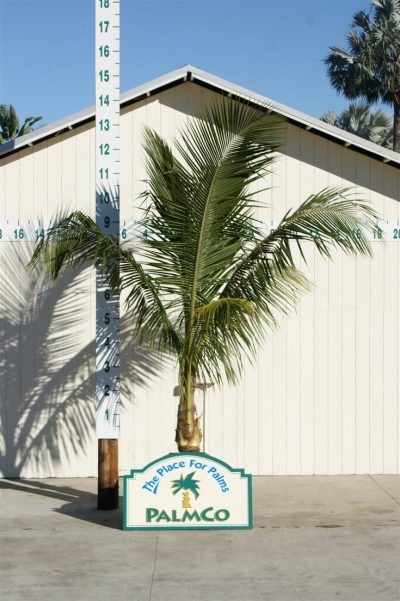 Maypan Palm | Cocos Nucifera | Palmco - Wholesale Palms, Florida