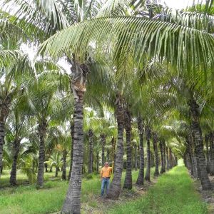 Maypan Palm | Cocos Nucifera | Palmco - Wholesale Palms, Florida