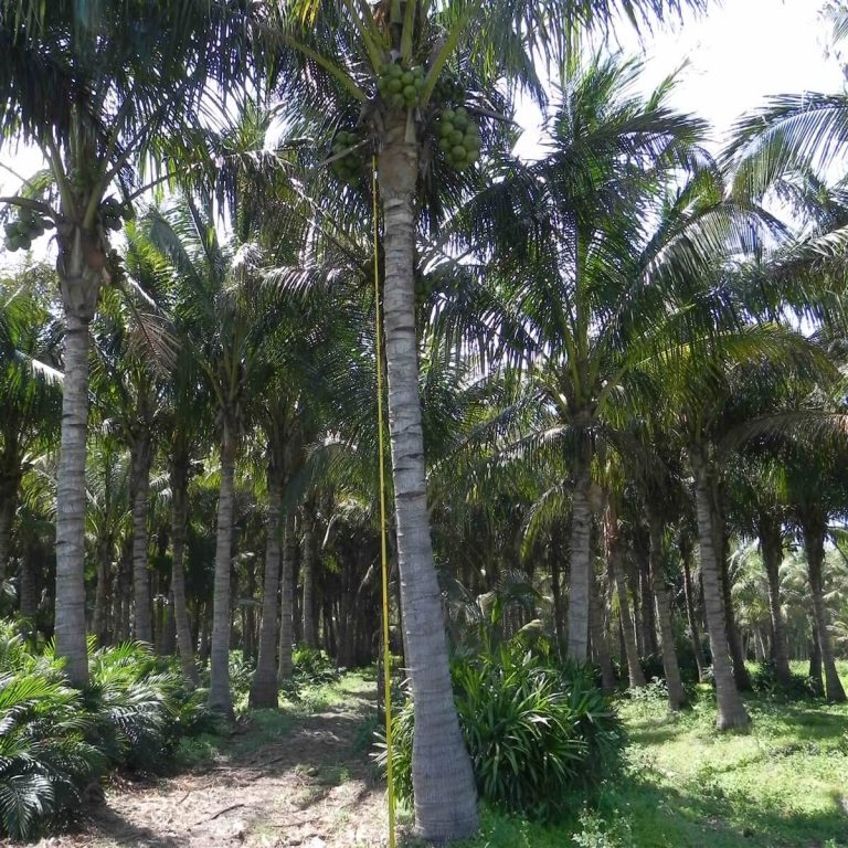 Maypan Palm | Cocos Nucifera | Palmco - Wholesale Palms, Florida