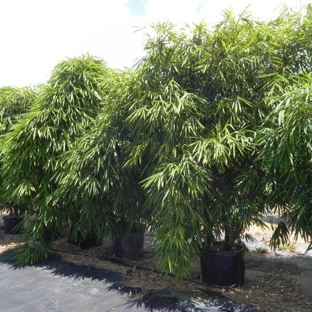 Dwarf Buddha Belly | Bambusa Vulgaris Wamin | Palmco - Wholesale Bamboo ...