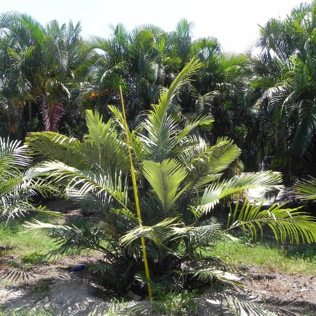 Dwarf Sugar Palm | Arenga Engleri | Palmco - Wholesale Palms, Florida