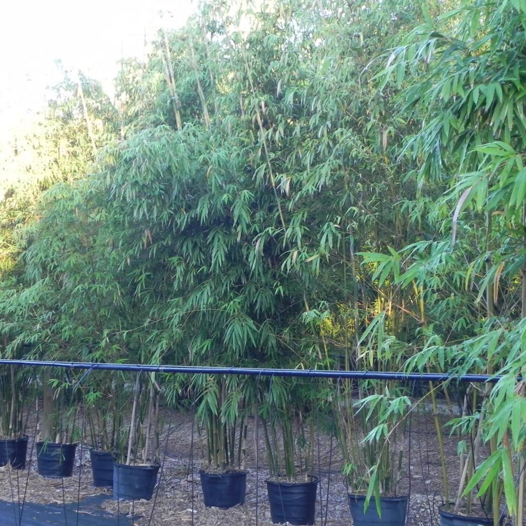 Emerald Bamboo | Bambusa Mutabilis | Palmco - Wholesale Bamboo, Florida