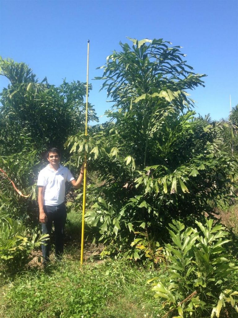 Fishtail Palm | Caryota Mitis | Palmco - Wholesale Palms, Florida