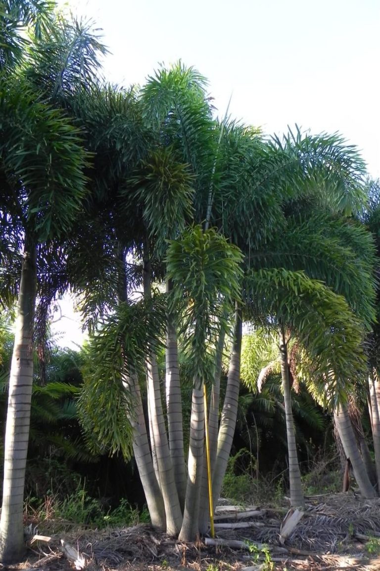 Foxtail Palm Wodyetia Bifurcata Palmco Wholesale Palms Florida