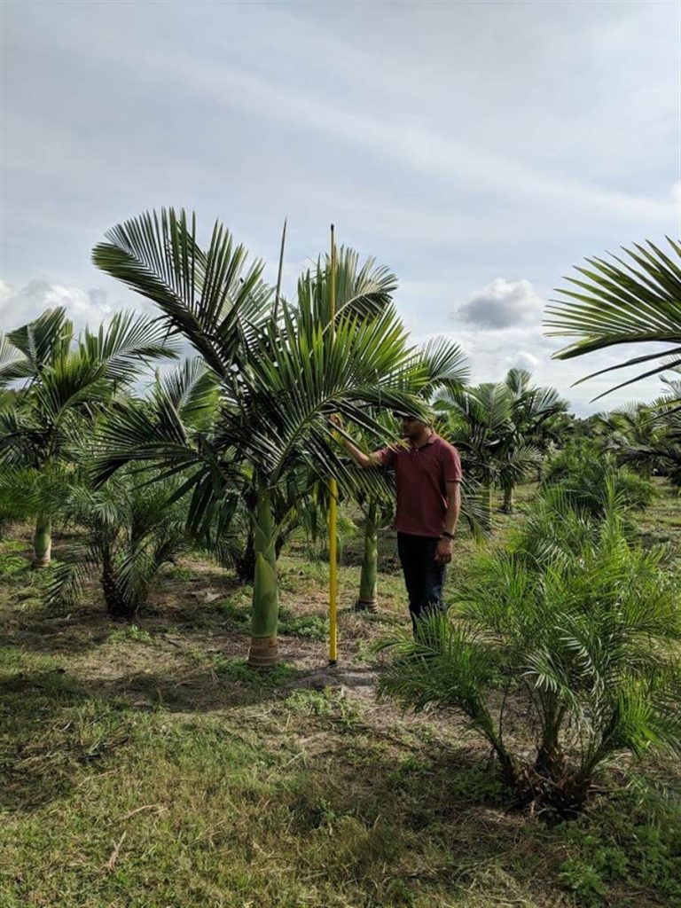 King Alexander Palm | Archontophoenix Alexandrae | Palmco - Wholesale ...