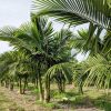 King Alexander Palm | Archontophoenix Alexandrae | Palmco - Wholesale ...