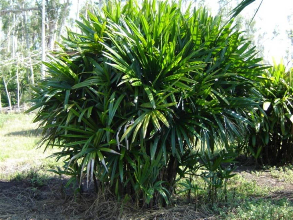 Lady Palm | Rhapis excelsa | Palmco - Wholesale Palms, Florida