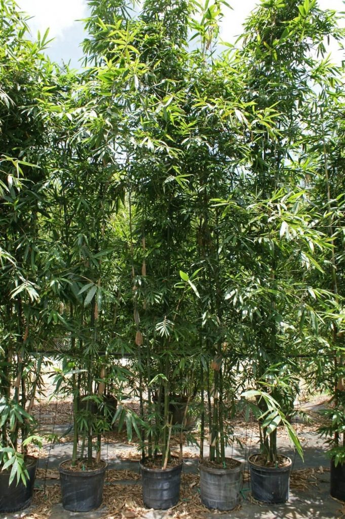 Oldhamii Bamboo | Bambusa Oldhamii | Palmco - Wholesale Bamboo, Florida
