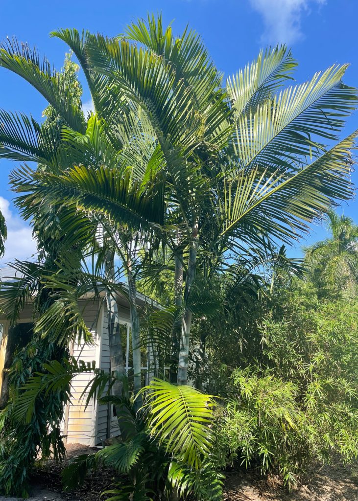 Pemba Palm | Dypsis Pembana | Palmco - Wholesale Palms, Florida
