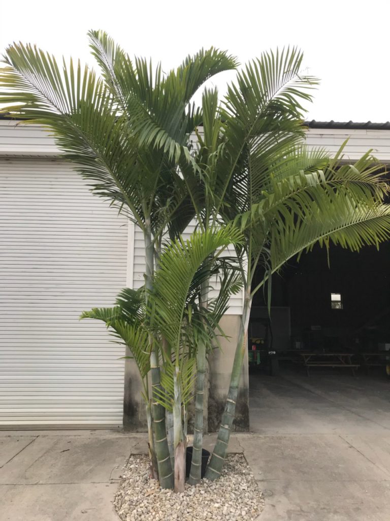 Pemba Palm | Dypsis Pembana | Palmco - Wholesale Palms, Florida