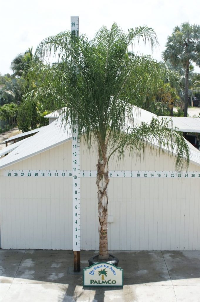 Queen Palm | Syagrus Romanzoffiana | Palmco - Wholesale Palms, Florida