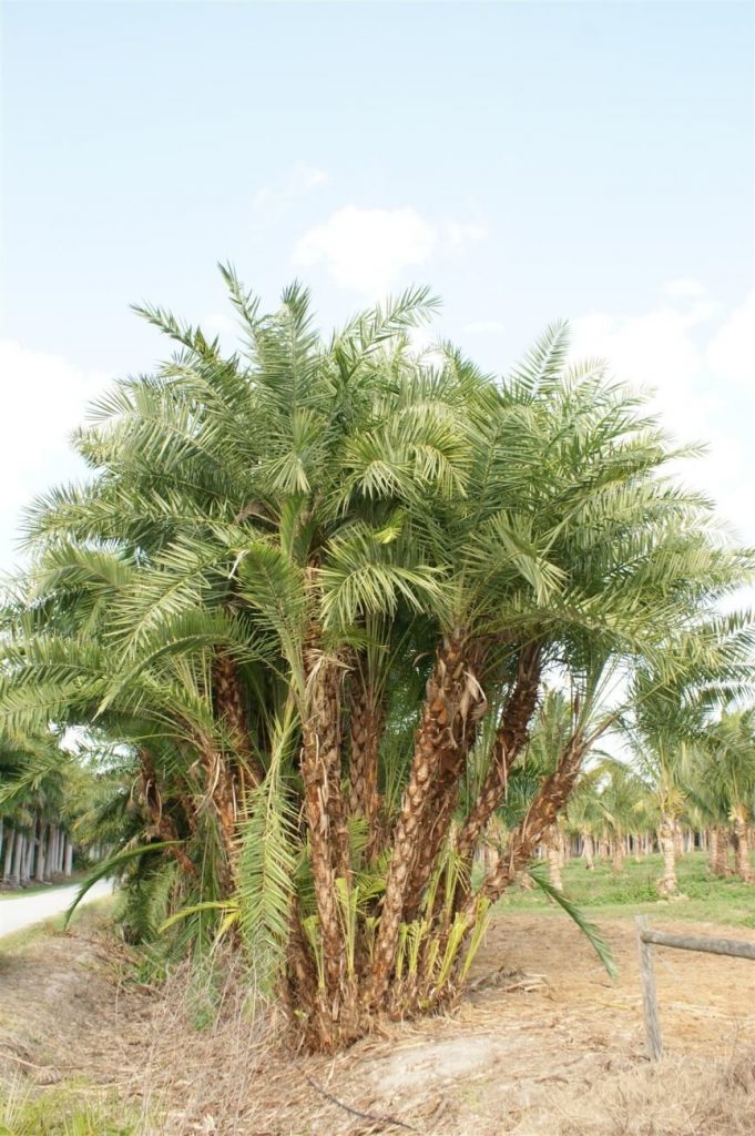 Reclinata | Phoenix Reclinata | Palmco - Wholesale Palms, Florida
