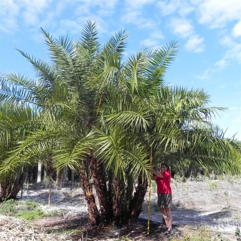 Reclinata | Phoenix Reclinata | Palmco - Wholesale Palms, Florida