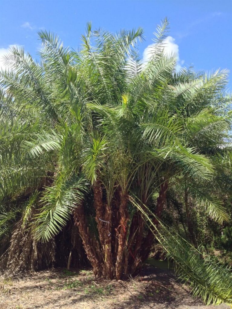 Reclinata | Phoenix Reclinata | Palmco - Wholesale Palms, Florida