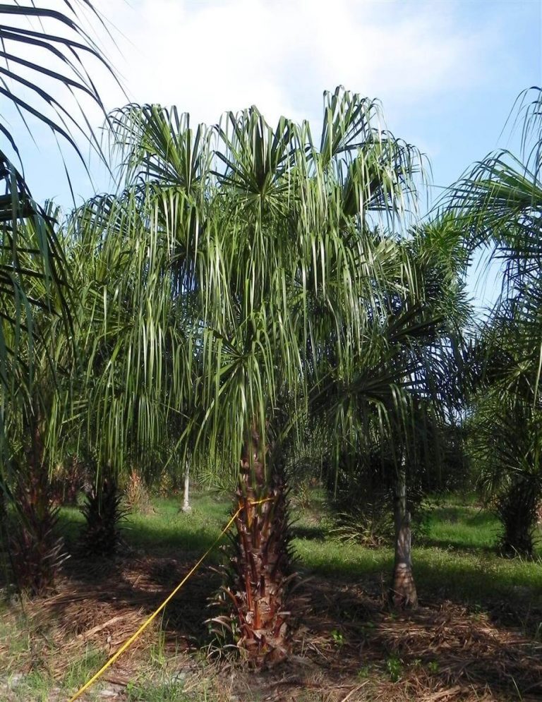 Ribbon Palm | Livistona Dicipiens | Palmco - Wholesale Palms, Florida