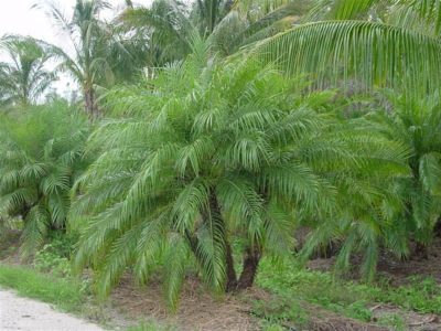 Roebelenii | Phoenix Roebelenii | Palmco - Wholesale Palms, Florida