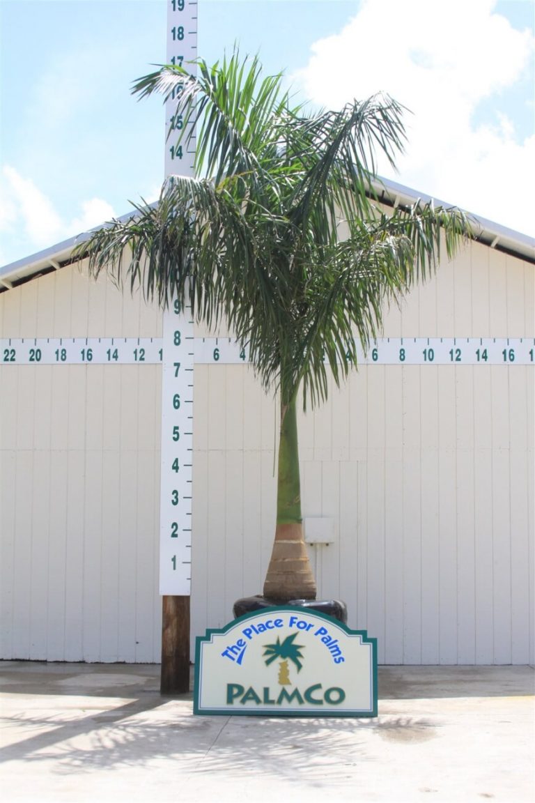 Royal Palm | Roystonea Regia | Palmco - Wholesale Palms, Florida