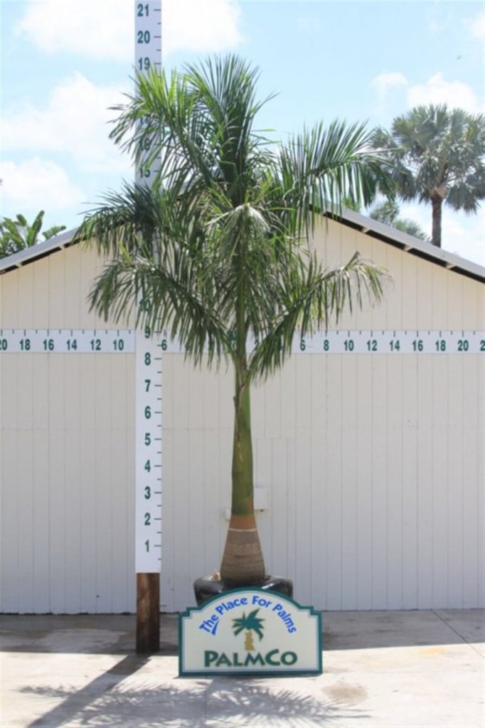 Royal Palm | Roystonea Regia | Palmco - Wholesale Palms, Florida