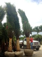 Sylvestris | Phoenix Sylvestris | Palmco - Wholesale Palms, Florida
