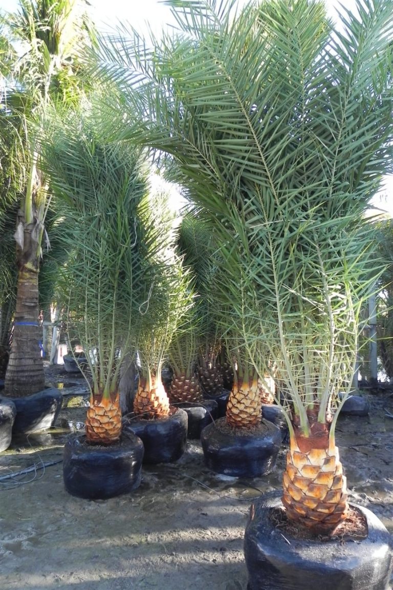 Sylvestris | Phoenix Sylvestris | Palmco - Wholesale Palms, Florida