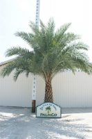Sylvestris | Phoenix Sylvestris | Palmco - Wholesale Palms, Florida