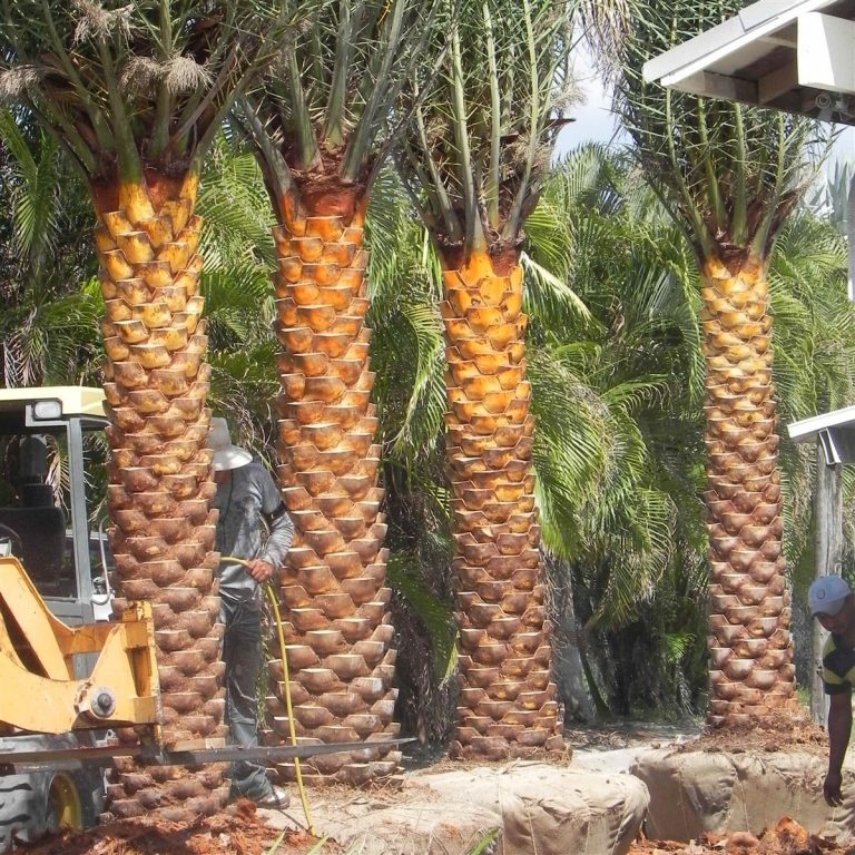 Sylvestris | Phoenix Sylvestris | Palmco - Wholesale Palms, Florida