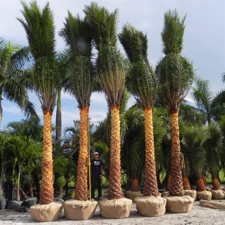 Sylvestris | Phoenix Sylvestris | Palmco - Wholesale Palms, Florida