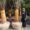 Sylvestris | Phoenix Sylvestris | Palmco - Wholesale Palms, Florida