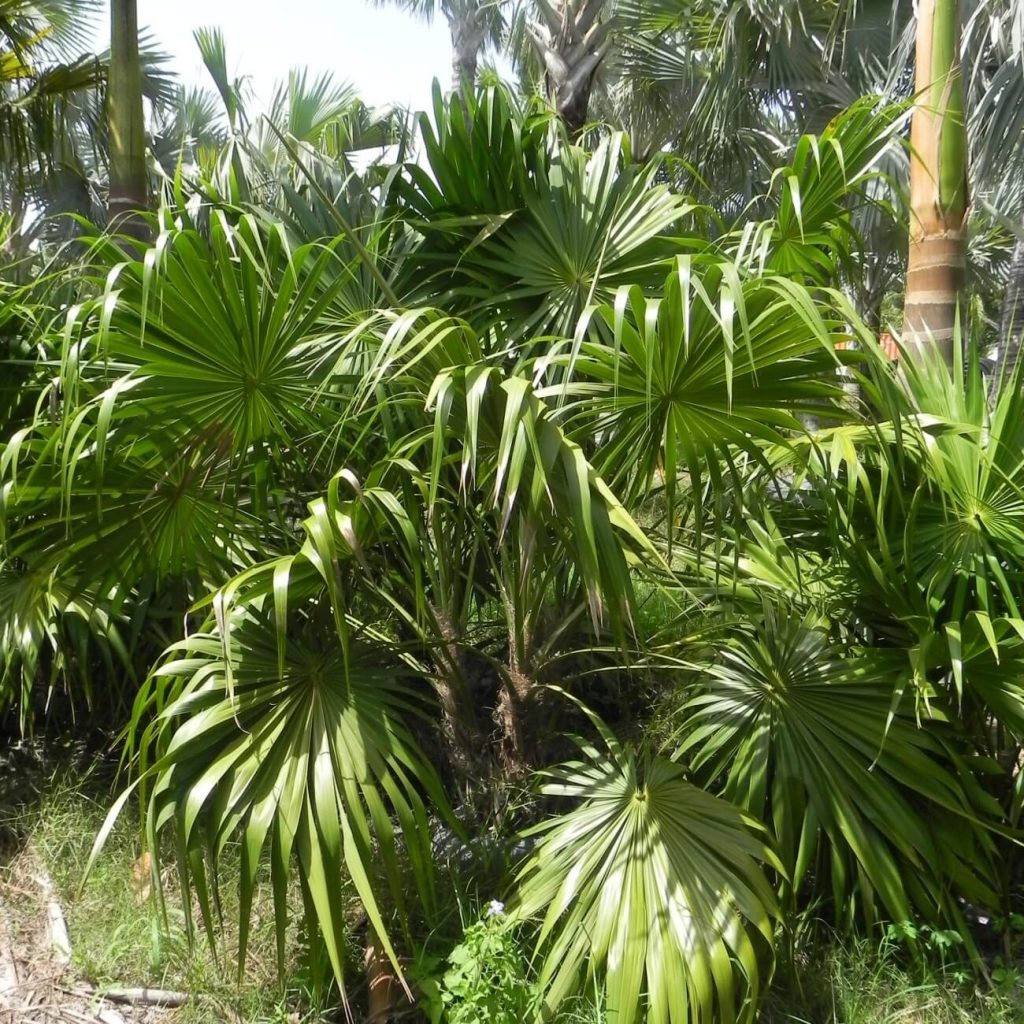 Thatch Palm | Thrinax Radiata | Palmco - Wholesale Palms, Florida