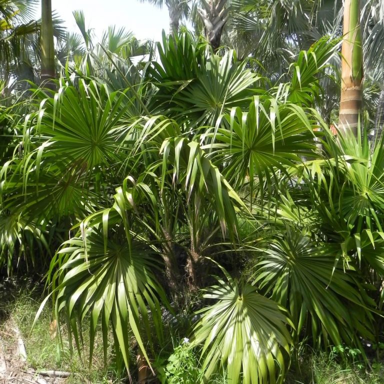 Thatch Palm | Thrinax Radiata | Palmco - Wholesale Palms, Florida