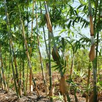 Tropical Blue | Bambusa Chungii | Palmco - Wholesale Bamboo, Florida