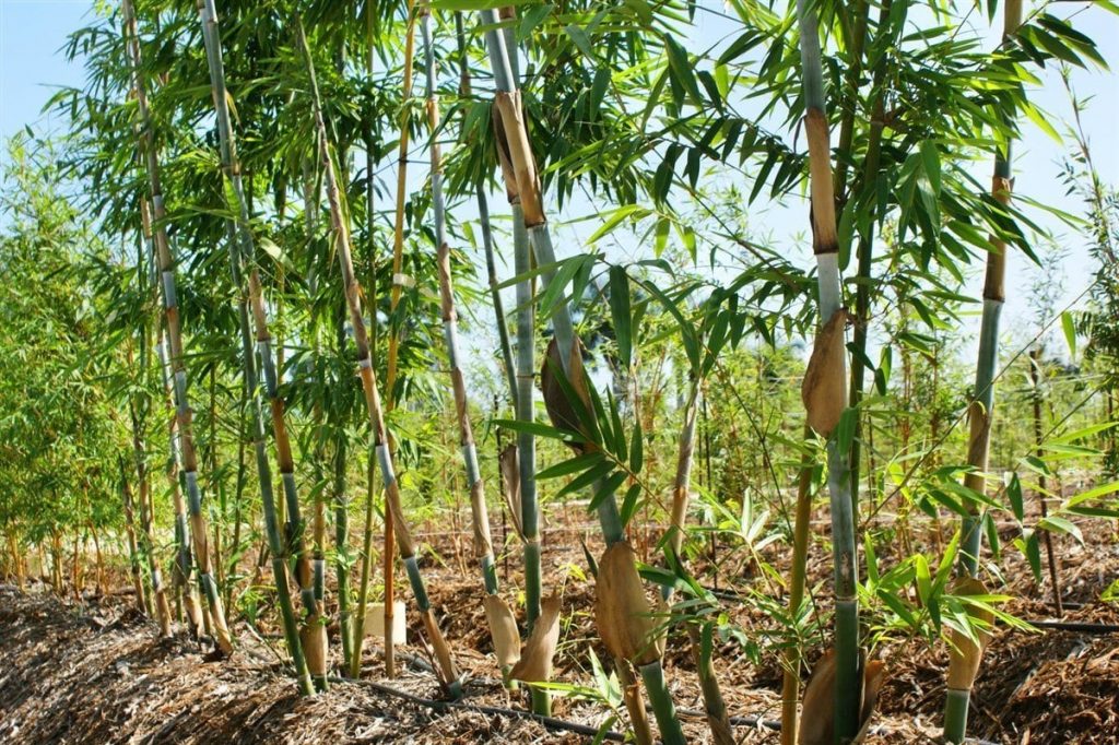 Tropical Blue | Bambusa Chungii | Palmco - Wholesale Bamboo, Florida