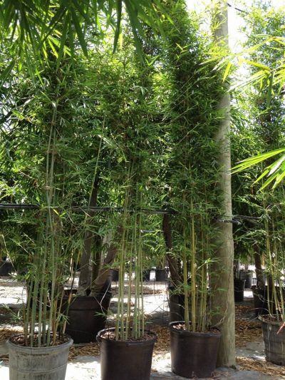 Tropical Blue | Bambusa Chungii | Palmco - Wholesale Bamboo, Florida