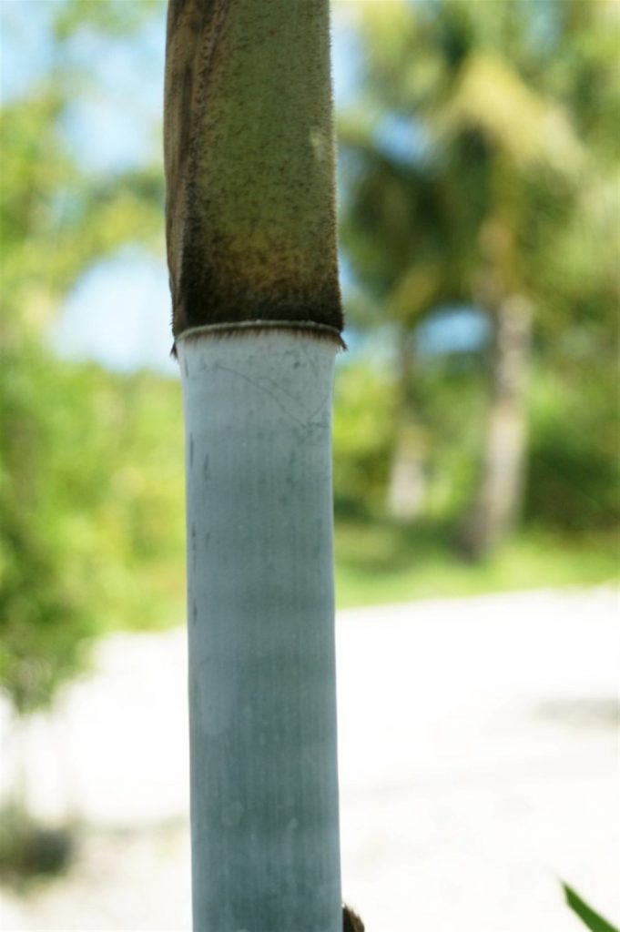 Tropical Blue | Bambusa Chungii | Palmco - Wholesale Bamboo, Florida