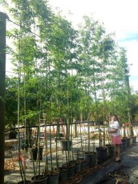 Tropical Blue | Bambusa Chungii | Palmco - Wholesale Bamboo, Florida