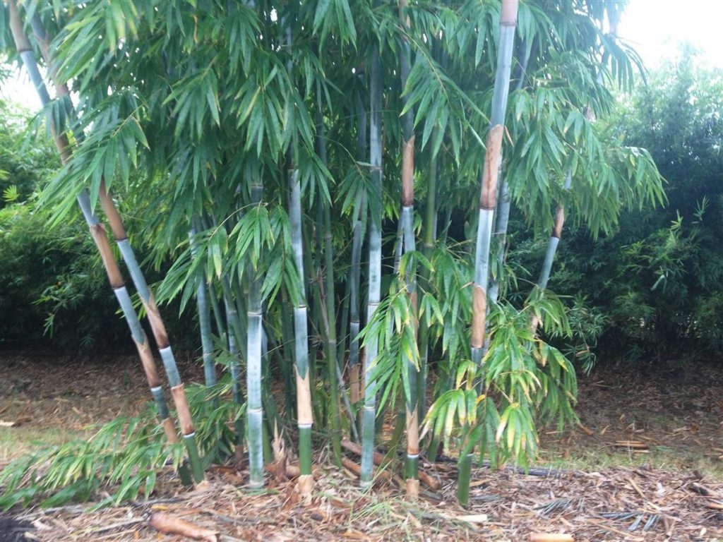 Tropical Blue | Bambusa Chungii | Palmco - Wholesale Bamboo, Florida