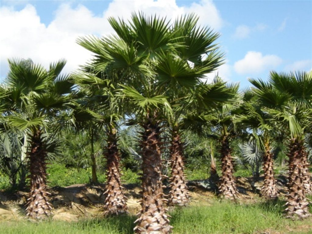 Washingtonia Palm | Washingtonia Robusta | Palmco - Wholesale Palms ...