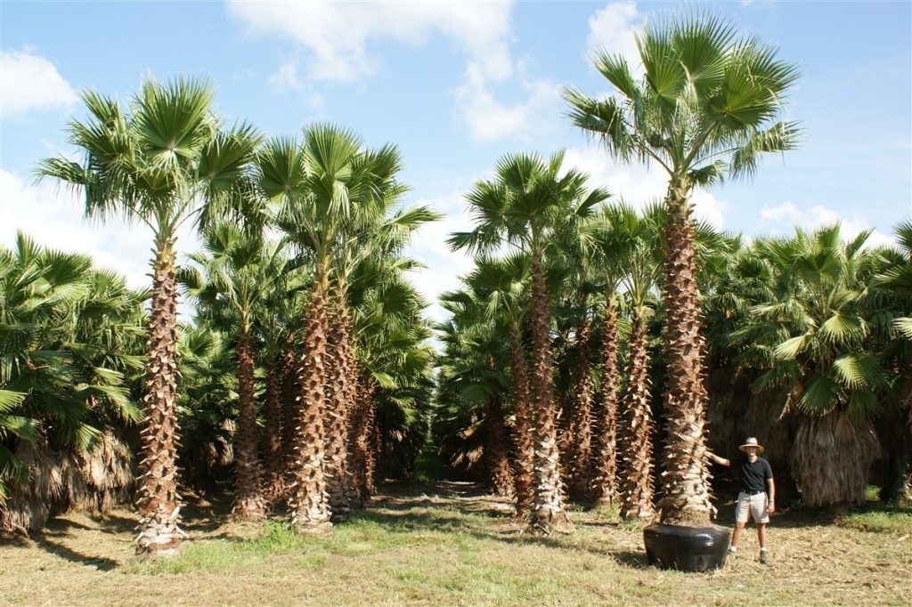 Washingtonia Palm | Washingtonia Robusta | Palmco - Wholesale Palms ...
