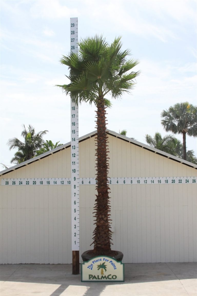Washingtonia Palm | Washingtonia Robusta | Palmco - Wholesale Palms ...