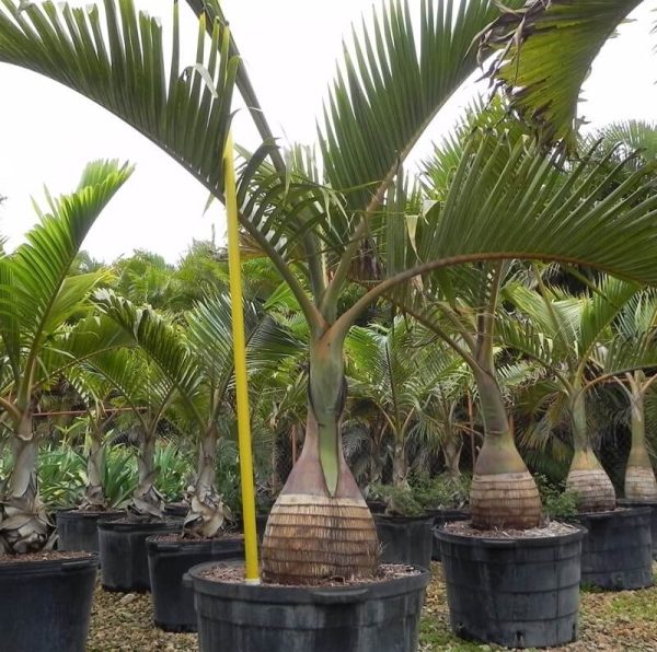 Bottle Palm Tree | Palmco