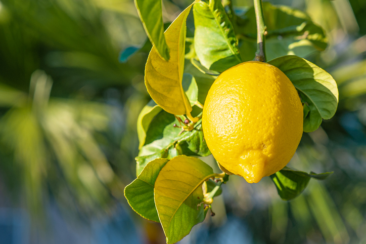 Buy Fruit Trees Fort Myers | Palmco