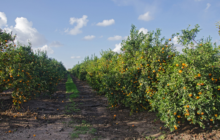 Buy Fruit Trees Naples | Palmco