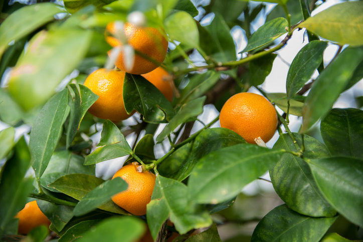 Buy Fruit Trees Pine Island | Palmco