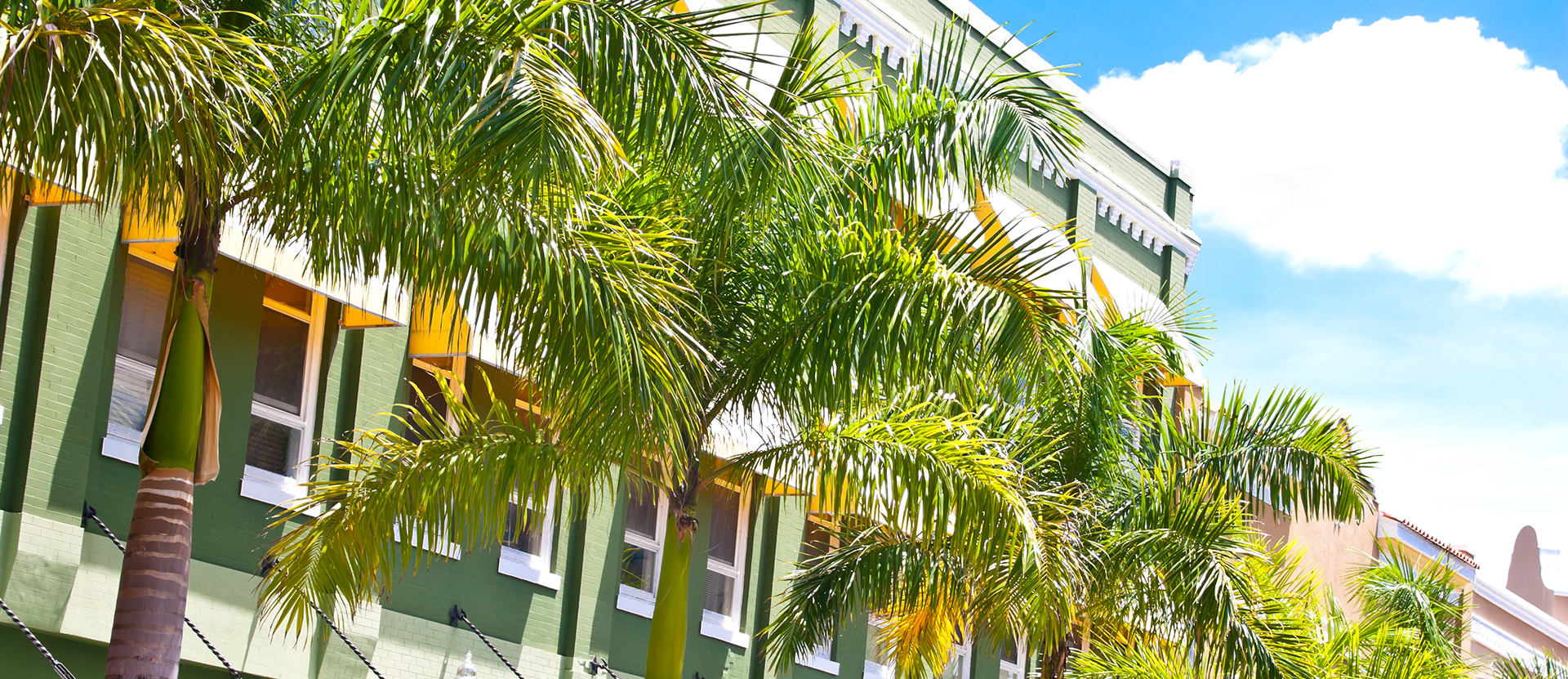 Wholesale Palm Trees, Wholesale Bamboo | Palmco, Fort Myers - Pine ...