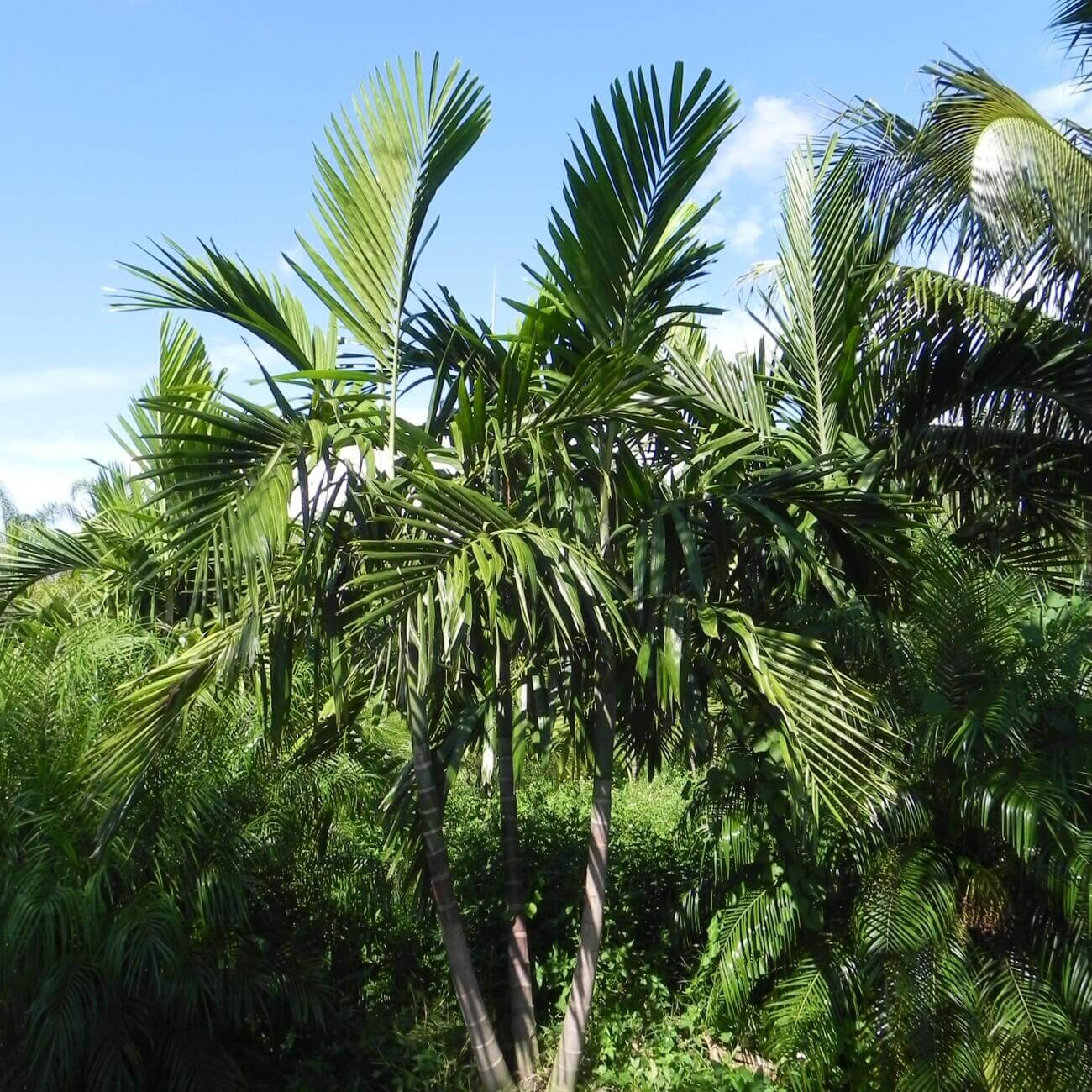 Multi Trunk Palm Trees Florida 25 Best Types Of Palm Trees To Grow